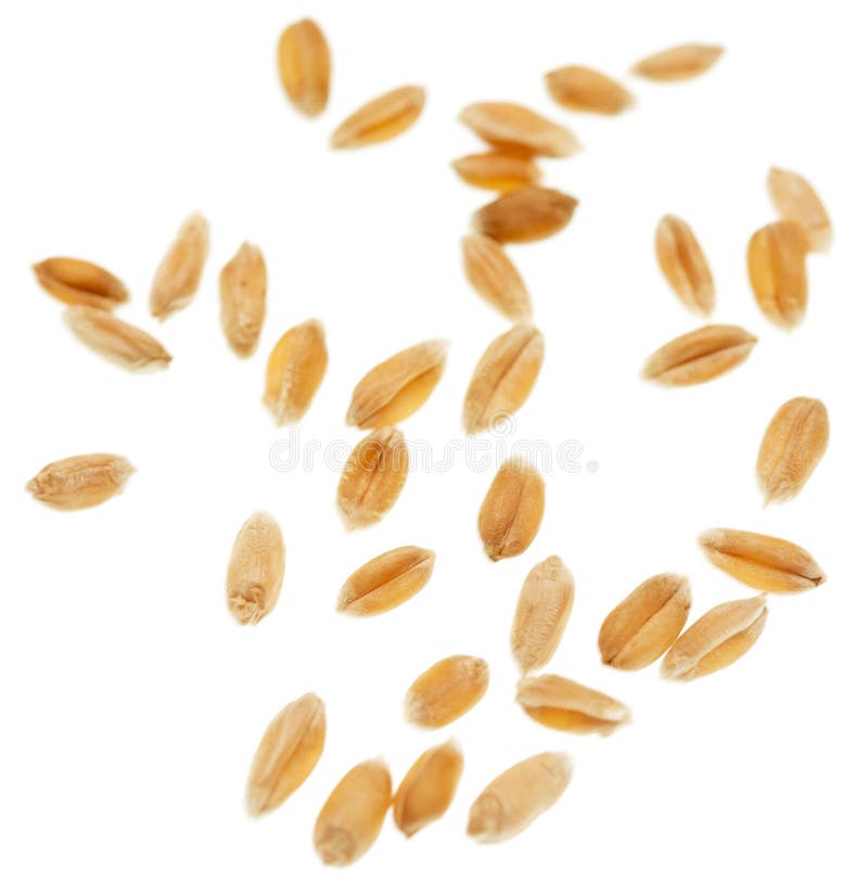 Grano de trigo en blanco foto de archivo. Imagen de aislado - 193353044