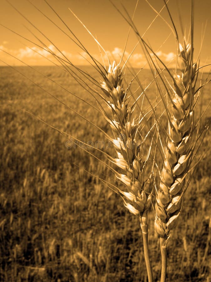 Grano del trigo foto de archivo. Imagen de dorado, cierre - 10872484