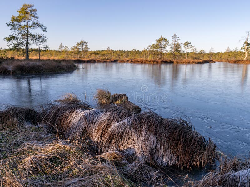 Grano seco imagen de archivo. Imagen de amanecer, invierno - 172477613