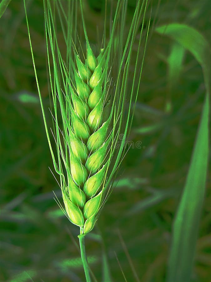 Grano Verde Del Centeno En Campo Imagen de archivo - Imagen de granja ...