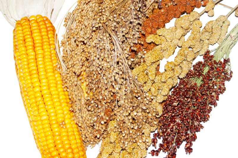 Siete granos imagen de archivo. Imagen de granos, siete - 51643497