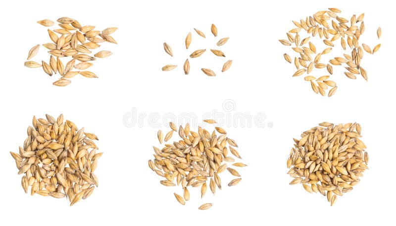 Granos De Cebada Sobre Fondo Blanco Foto de archivo - Imagen de germen ...