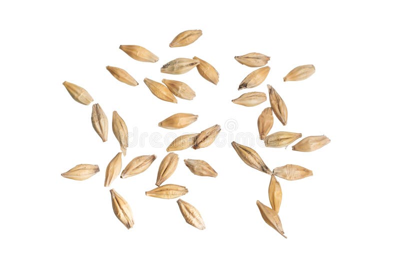 Granos De Cebada Sobre Fondo Blanco Foto de archivo - Imagen de grupo ...