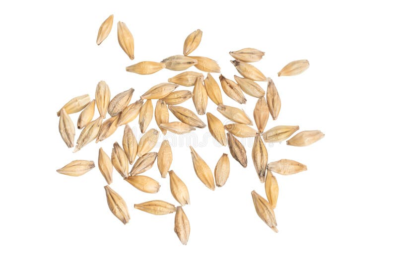 Granos De Cebada Sobre Fondo Blanco Foto de archivo - Imagen de cosecha ...