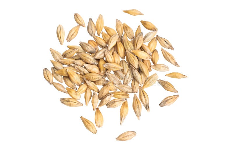 Granos De Cebada Sobre Fondo Blanco Foto de archivo - Imagen de ...