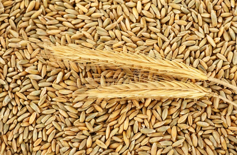 Granos de centeno y orejas foto de archivo. Imagen de cebada - 175709822