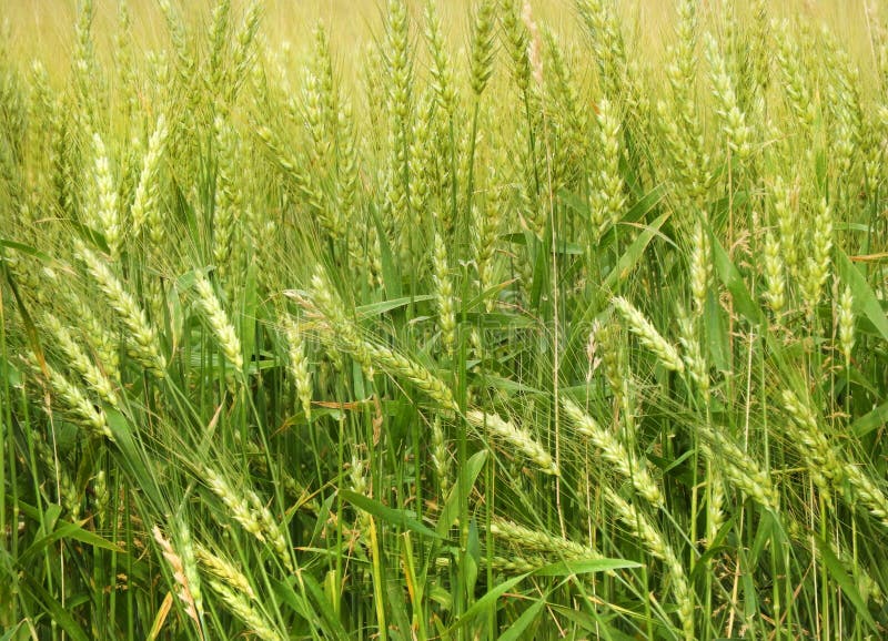 Granos De La Hierba De Cebada En El Campo Imagen de archivo - Imagen de ...