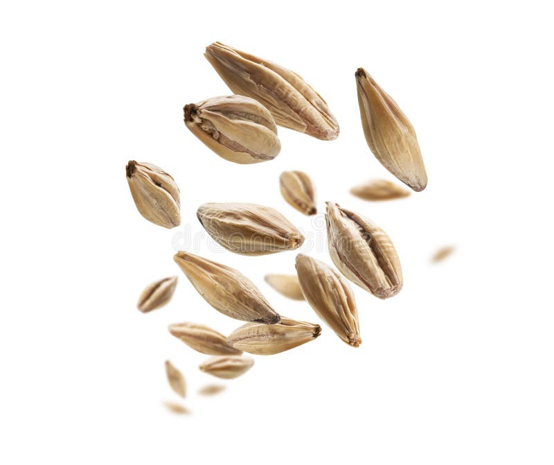 Granos De Malta De Cebada Levitan Sobre Fondo Blanco Foto de archivo ...