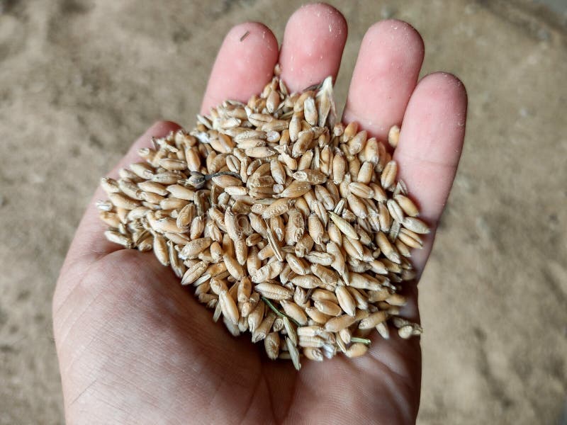 Granos De Trigo En Una Mano De Personas Foto de archivo - Imagen de ...
