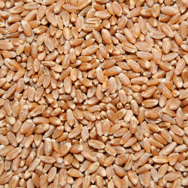 Cebada malteada foto de archivo. Imagen de malteado, cerveza - 28367336
