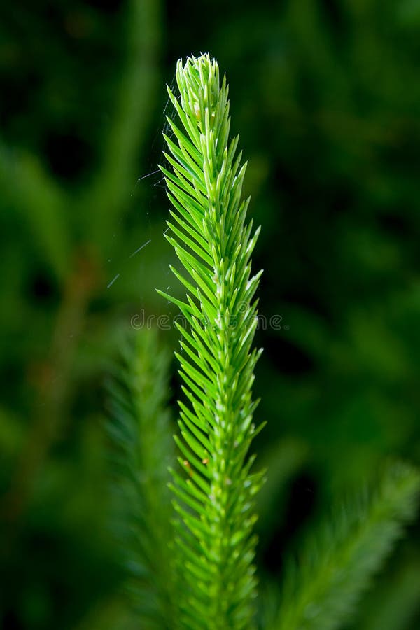 Granris fotografering för bildbyråer. Bild av detalj - 45971775