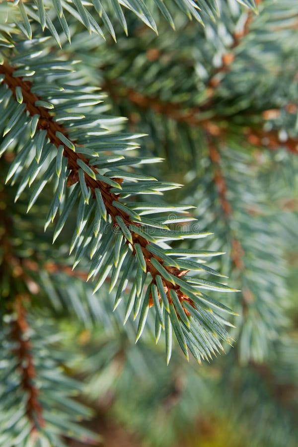 Granris fotografering för bildbyråer. Bild av detalj - 45971775