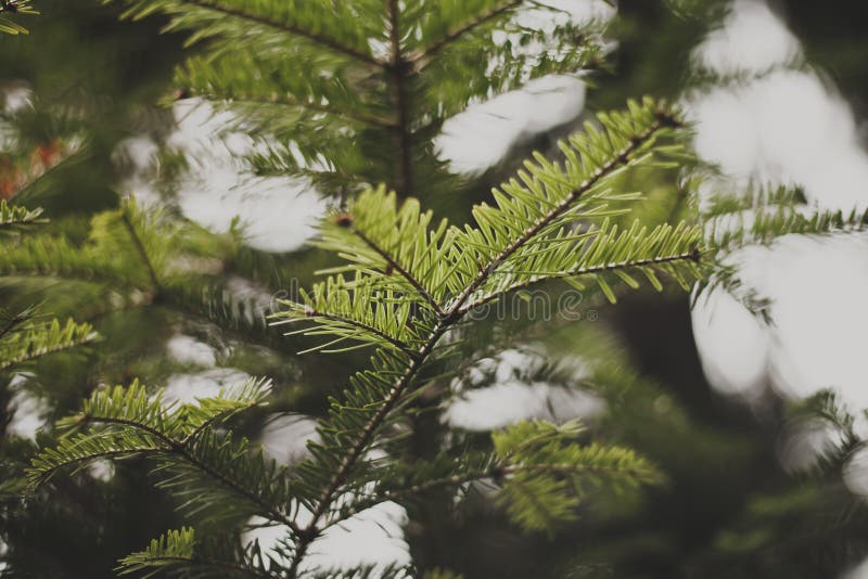 Granris fotografering för bildbyråer. Bild av skog, trä - 60899999