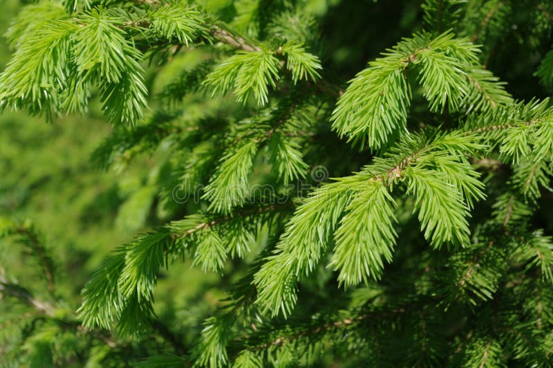 Myrstack fotografering för bildbyråer. Bild av horisontal - 27467435