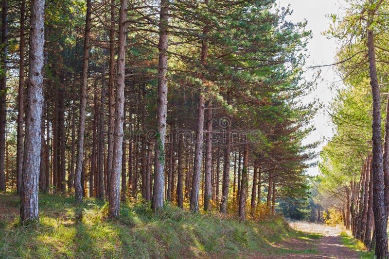 Granskog arkivfoto. Bild av sörja, vintergrön, säsong - 81309412