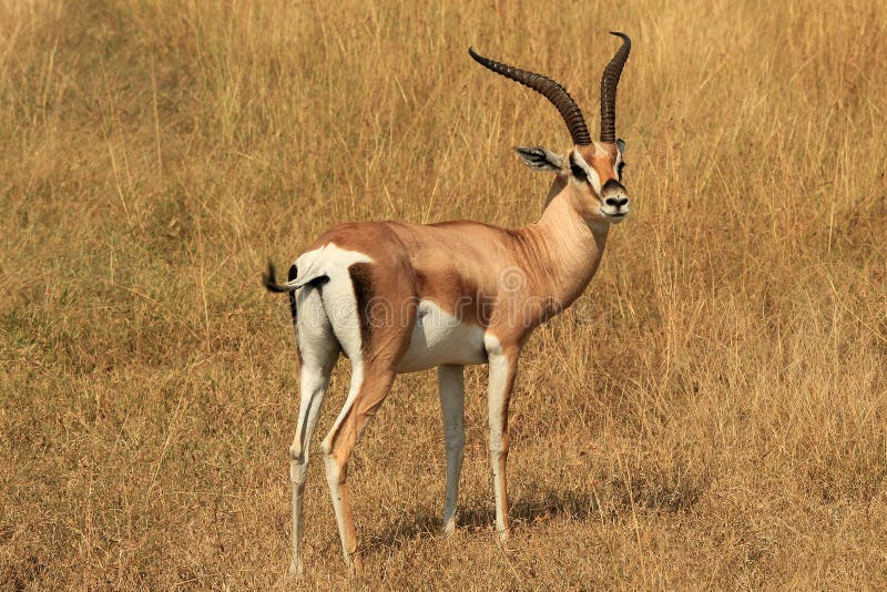 Gazelle stock photo. Image of tailed, hunting, mammals - 6376638