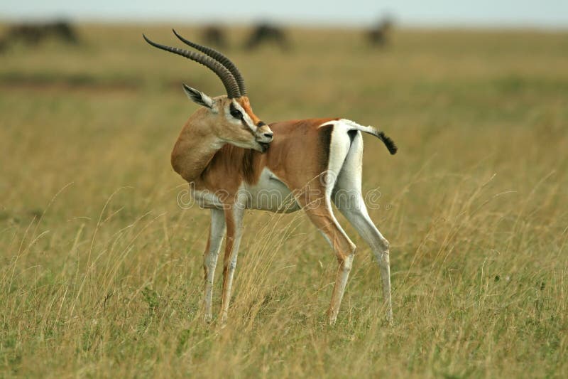 Grant s Gazelle mating stock photo. Image of grant, animals - 2612554