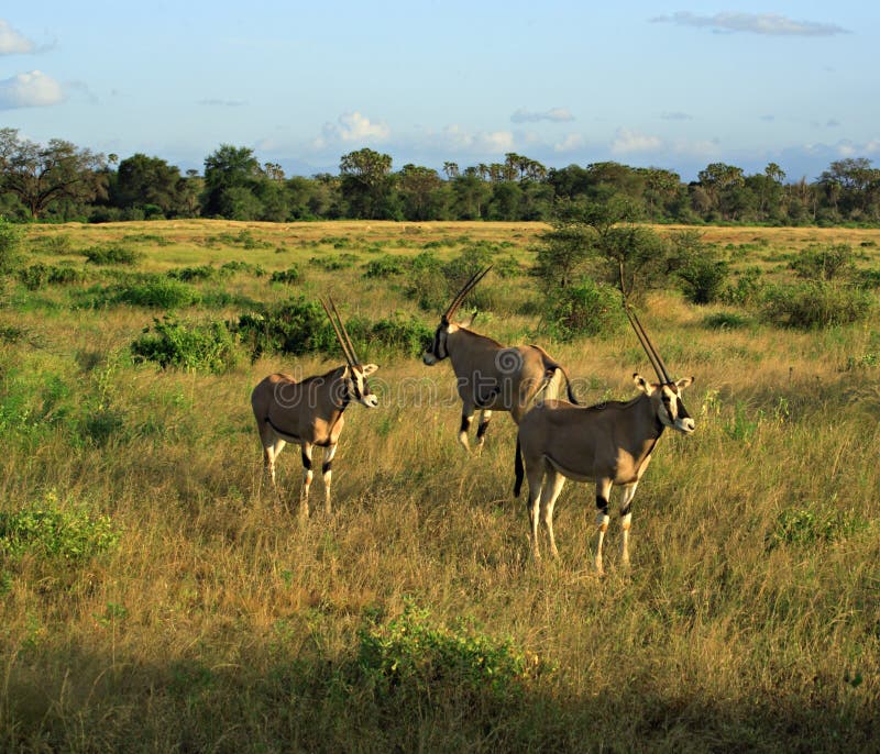 Grant s Gazelle mating stock photo. Image of grant, animals - 2612554