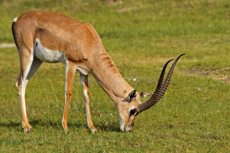 Grazing Gazelle stock photo. Image of feed, wildlife, green - 8039834