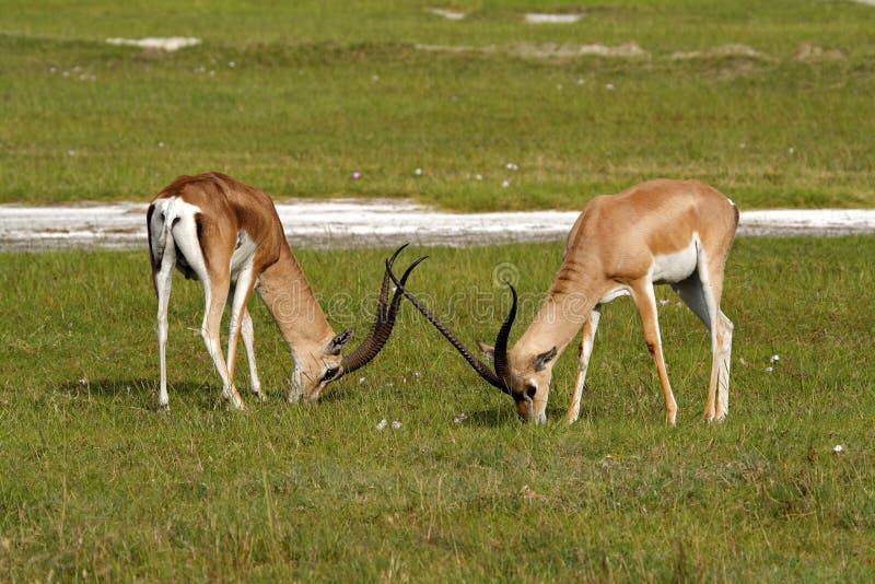 Grant s Gazelle mating stock photo. Image of grant, animals - 2612554
