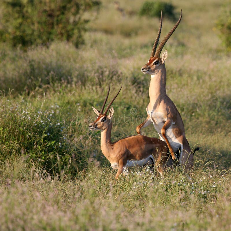 Grant s Gazelle mating stock photo. Image of grant, animals - 2612554