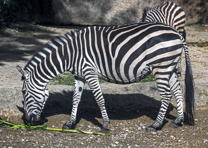 Grant`s zebra 3 stock image. Image of gallop, browse - 12827261