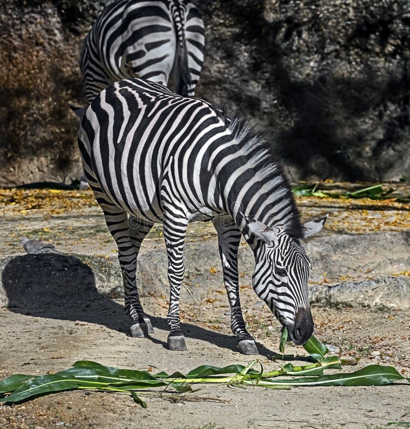 Grant`s zebra 6 stock photo. Image of creature, stripy - 103762018