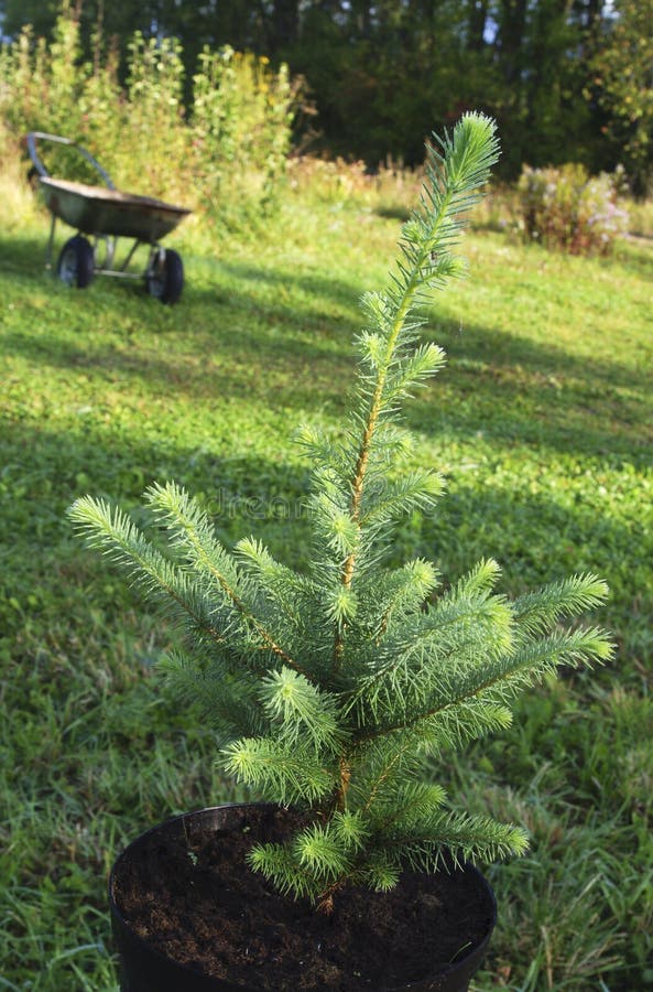 Gran arkivfoto. Bild av brigham, natur, skarpt, skog - 11251758