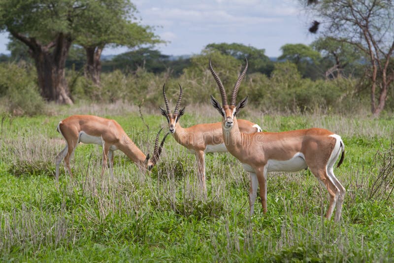 Herde Von Gazellen, Nationalpark Tarangire, Tansania, Afrika Stockfoto ...