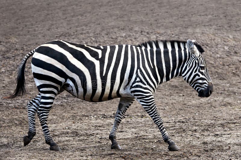 Maneless-Zebra (Equus Quagga Borensis) Stockfoto - Bild von säugetiere ...