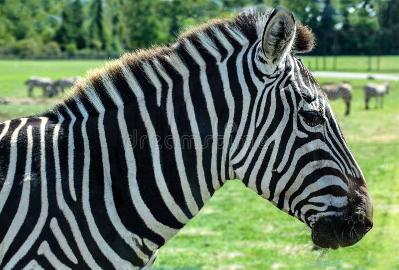 Maneless-Zebra (Equus Quagga Borensis) Stockfoto - Bild von säugetiere ...