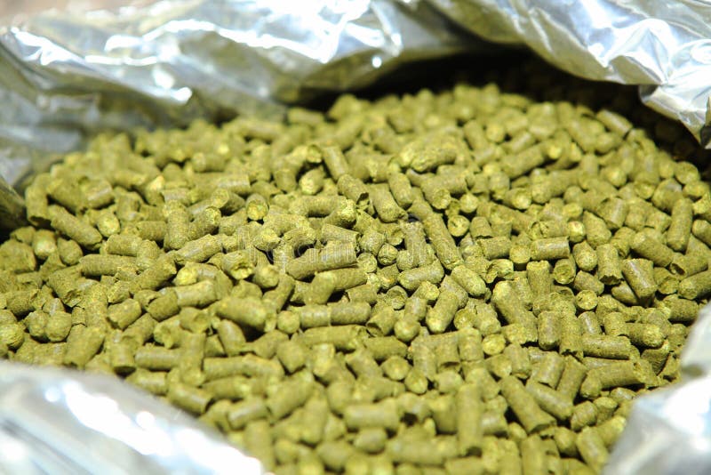 Granulated Hops in the Hands of a Man. Substrate for the Production of ...