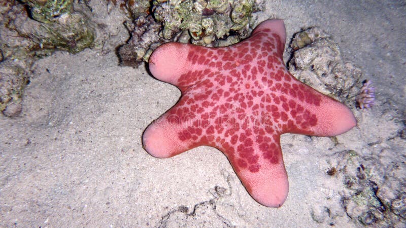 Granulated Sea Star Stock Photos - Free & Royalty-Free Stock Photos ...