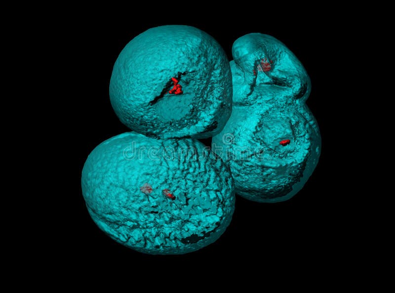 Granuli Del Coregone Lavarello Immagine Stock - Immagine di microscopia ...