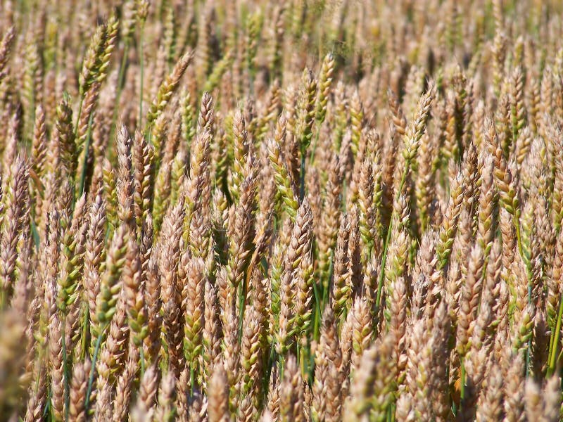 Granulo immagine stock. Immagine di vegetazione, sviluppisi - 10337351