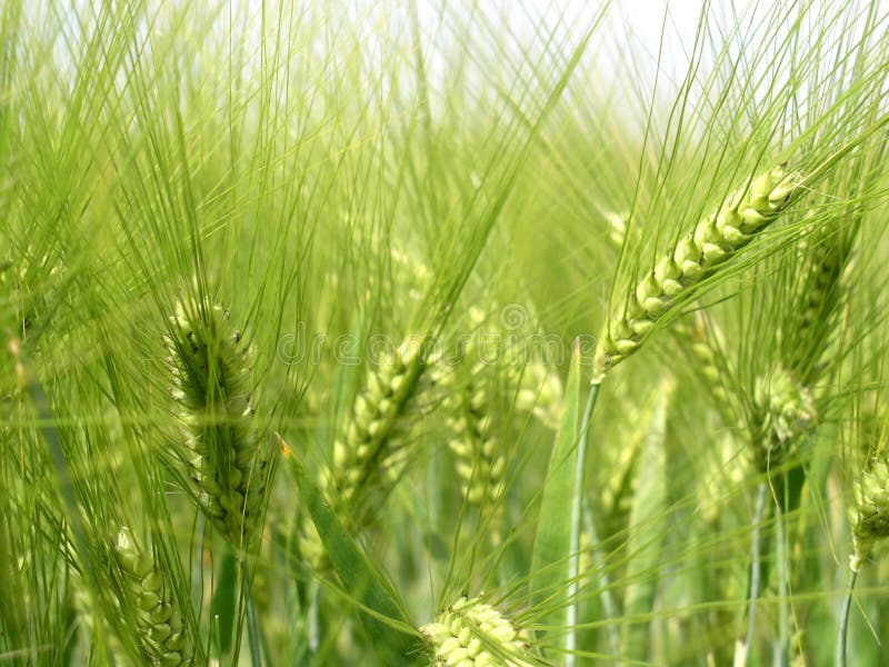 Grano fresco immagine stock. Immagine di fresco, colore - 4688717