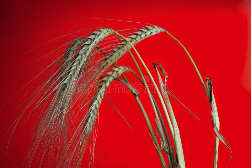 Granulo fotografia stock. Immagine di seme, integrale, rosso - 955942