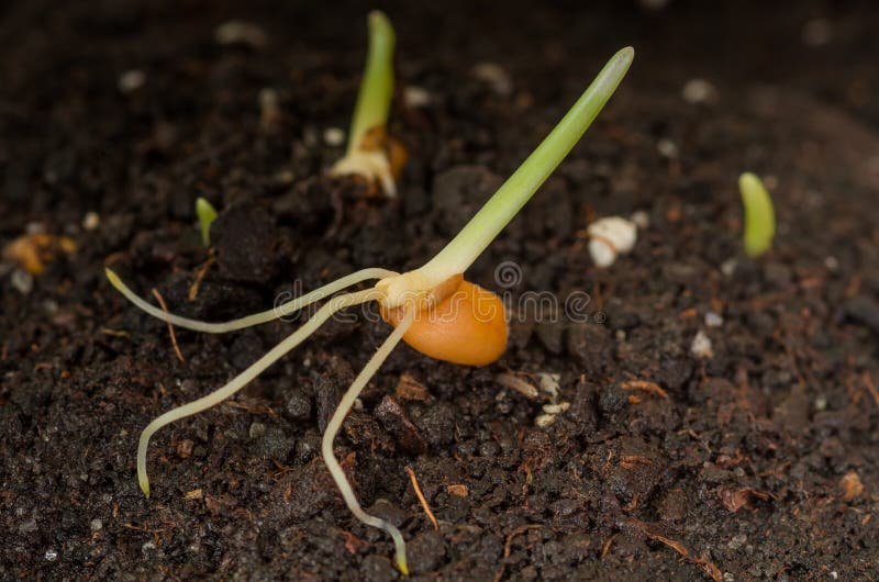 Granulo Germogliato Del Frumento Fotografia Stock - Immagine di sano ...