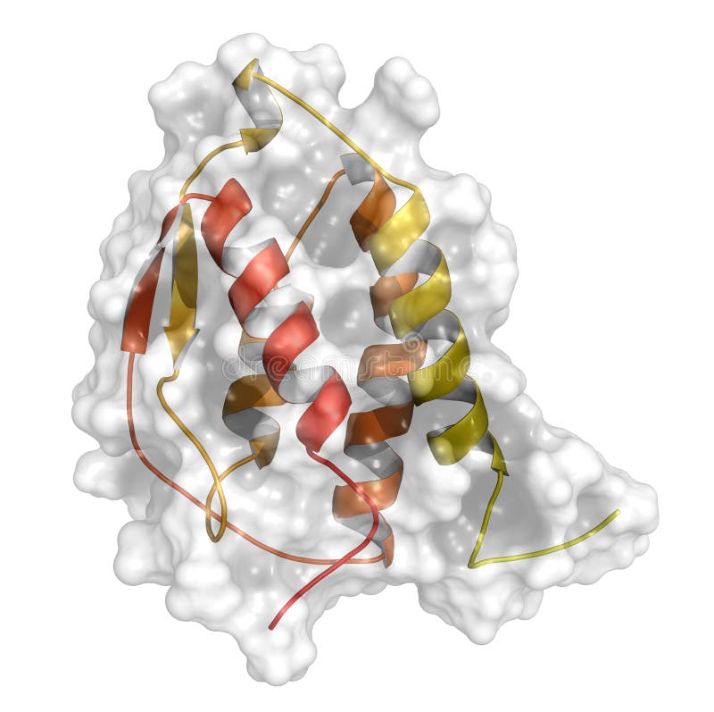 Granulocyte-macrophage Colony-stimulating Factor (GM-CSF, Molgramostim ...