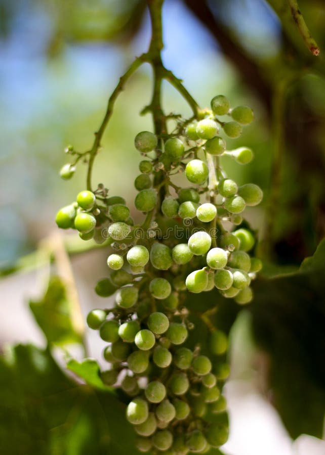 Grap attached to tree stock photo. Image of produce - 249625066