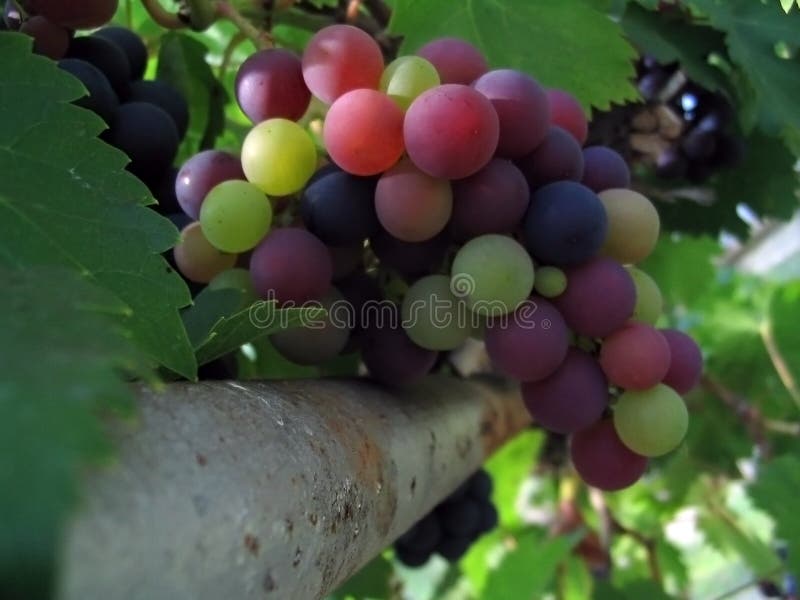 Grap vine with young leavs stock photo. Image of sunny - 24636904