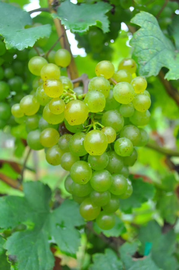 Grape stock image. Image of country, idyllic, europe - 10748469