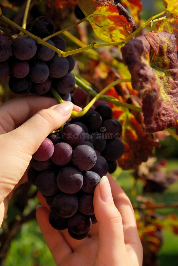 Grape 11 stock image. Image of wine, nature, grape, leaves - 3465289