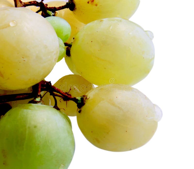 Grape stock photo. Image of farming, food, fruit, clean - 11180046