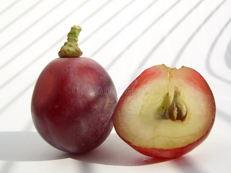 Grain anatomy stock vector. Illustration of kernel, nutrient - 66289253