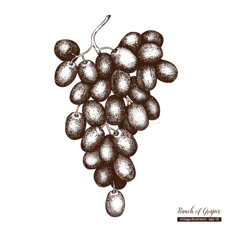 Grapes Drawing Stock Illustrations – 24,280 Grapes Drawing Stock ...
