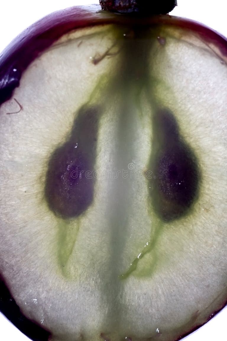 16,926 Grape Shot Xray Stock Photos - Free & Royalty-Free Stock Photos ...