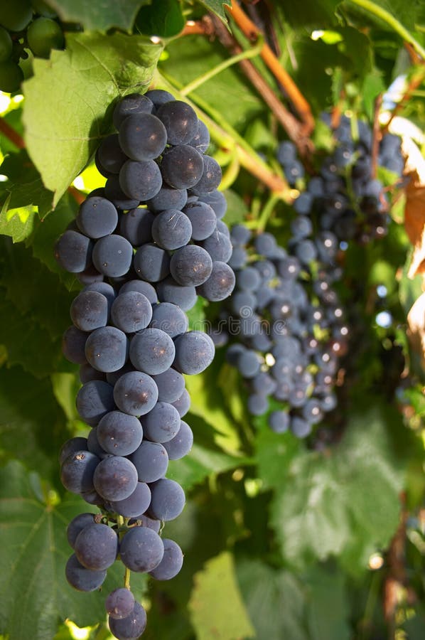 Vines Loaded with Syrah Grapes Stock Photo - Image of blue, vines: 8717074