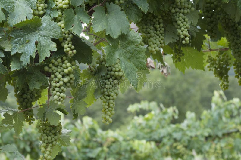 Branches full of grape stock photo. Image of plant, nature - 161101644
