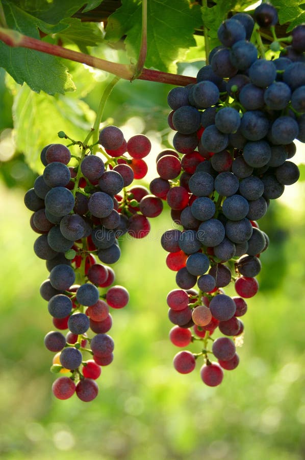 Sun grapes stock photo. Image of vine, ripening, warm - 2982224